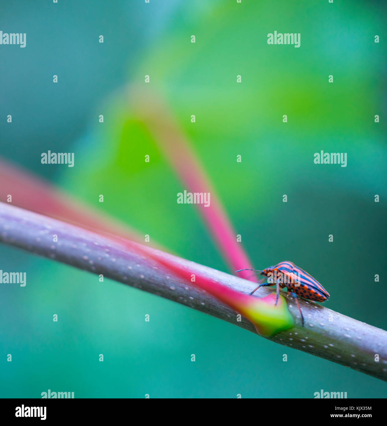 Italian striped bug and minstrel bug (Graphosoma lineatum ...