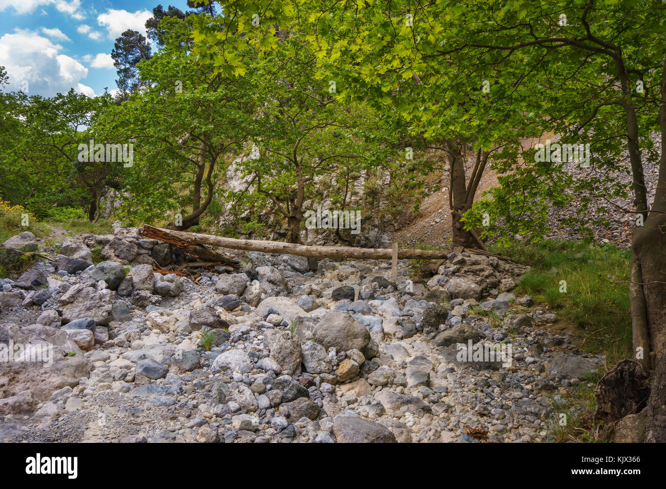 The famous Dirfys (or Dirfi) forest. It is a natural forest located on ...