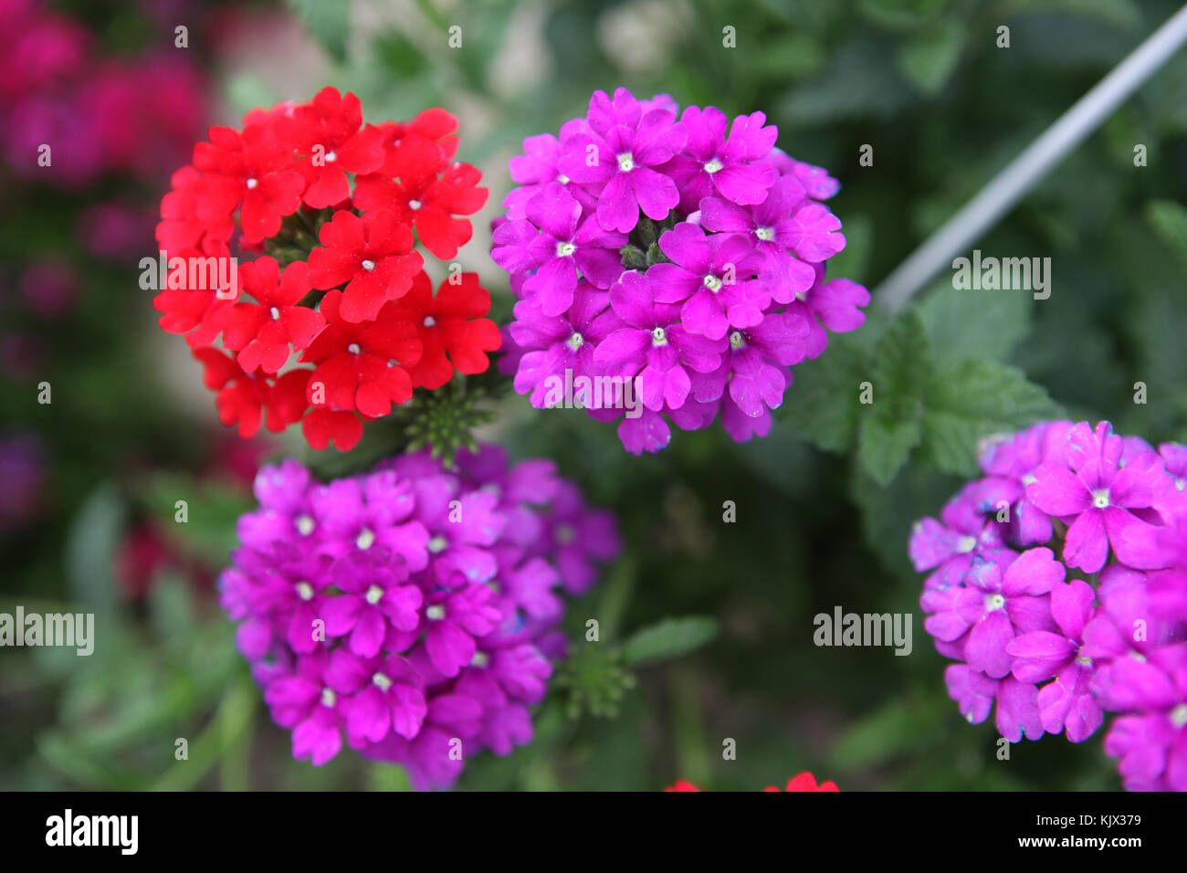 verbena flower in the garden Stock Photo - Alamy