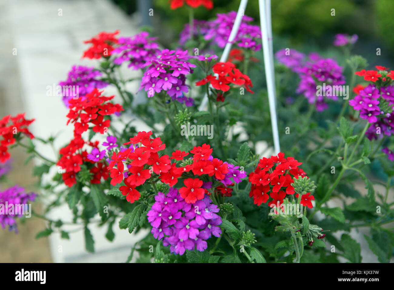 verbena flower in the garden Stock Photo - Alamy
