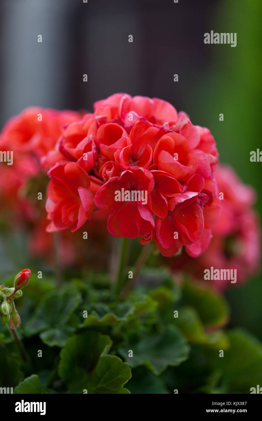 Red garden geranium flowers Stock Photo - Alamy