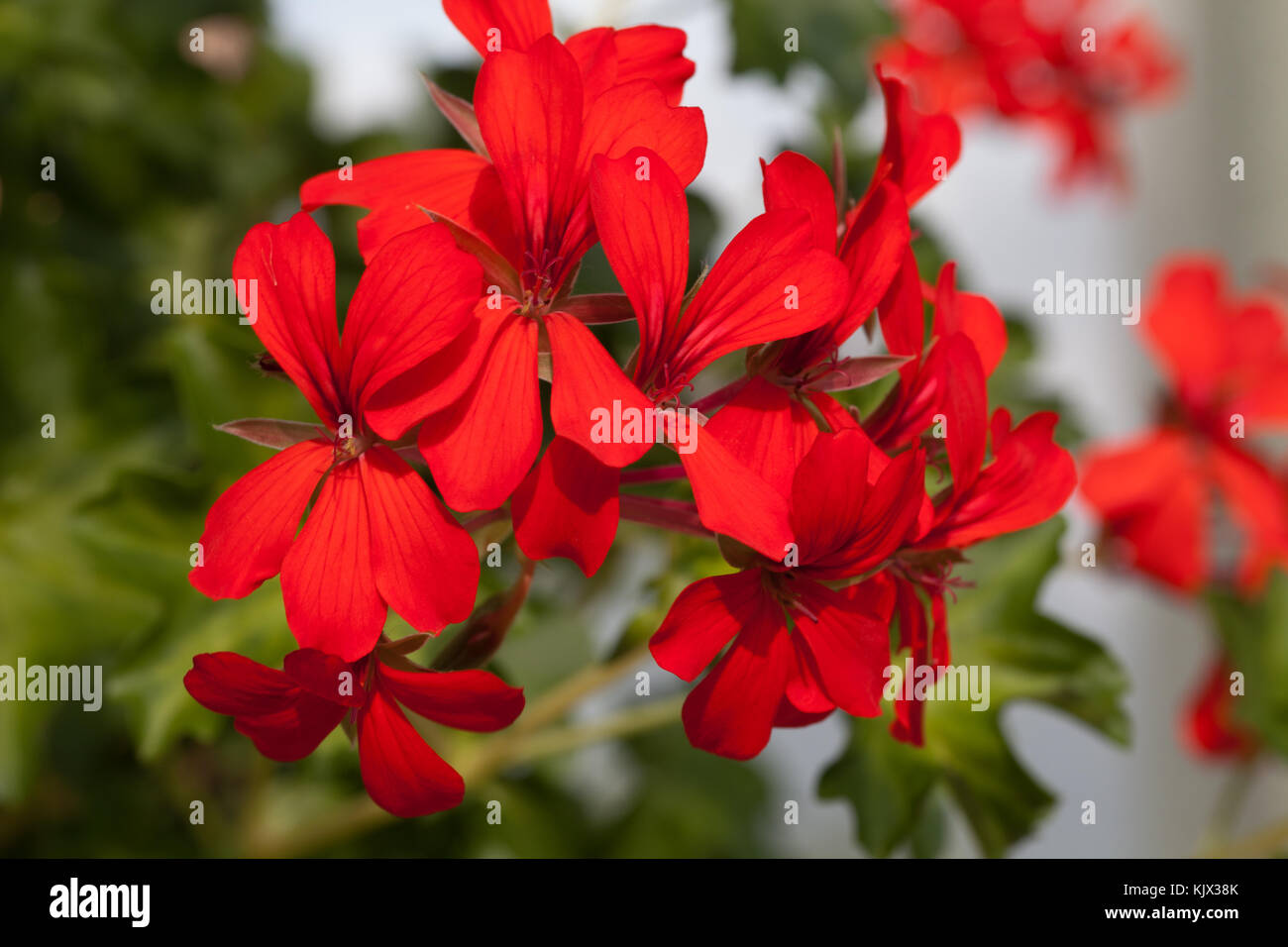Red garden geranium flowers Stock Photo - Alamy