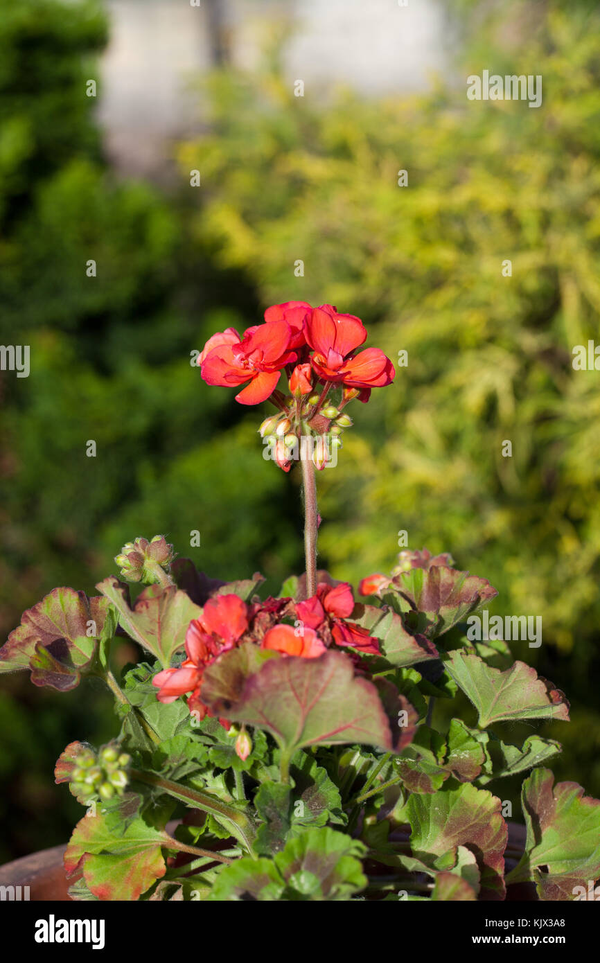 Red garden geranium flowers Stock Photo - Alamy