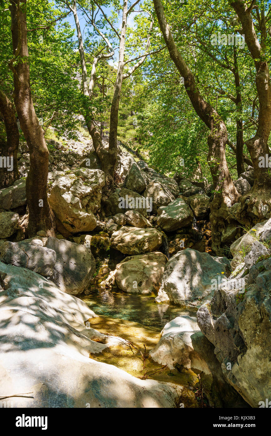 The famous Dirfys (or Dirfi) forest. It is a natural forest located on ...