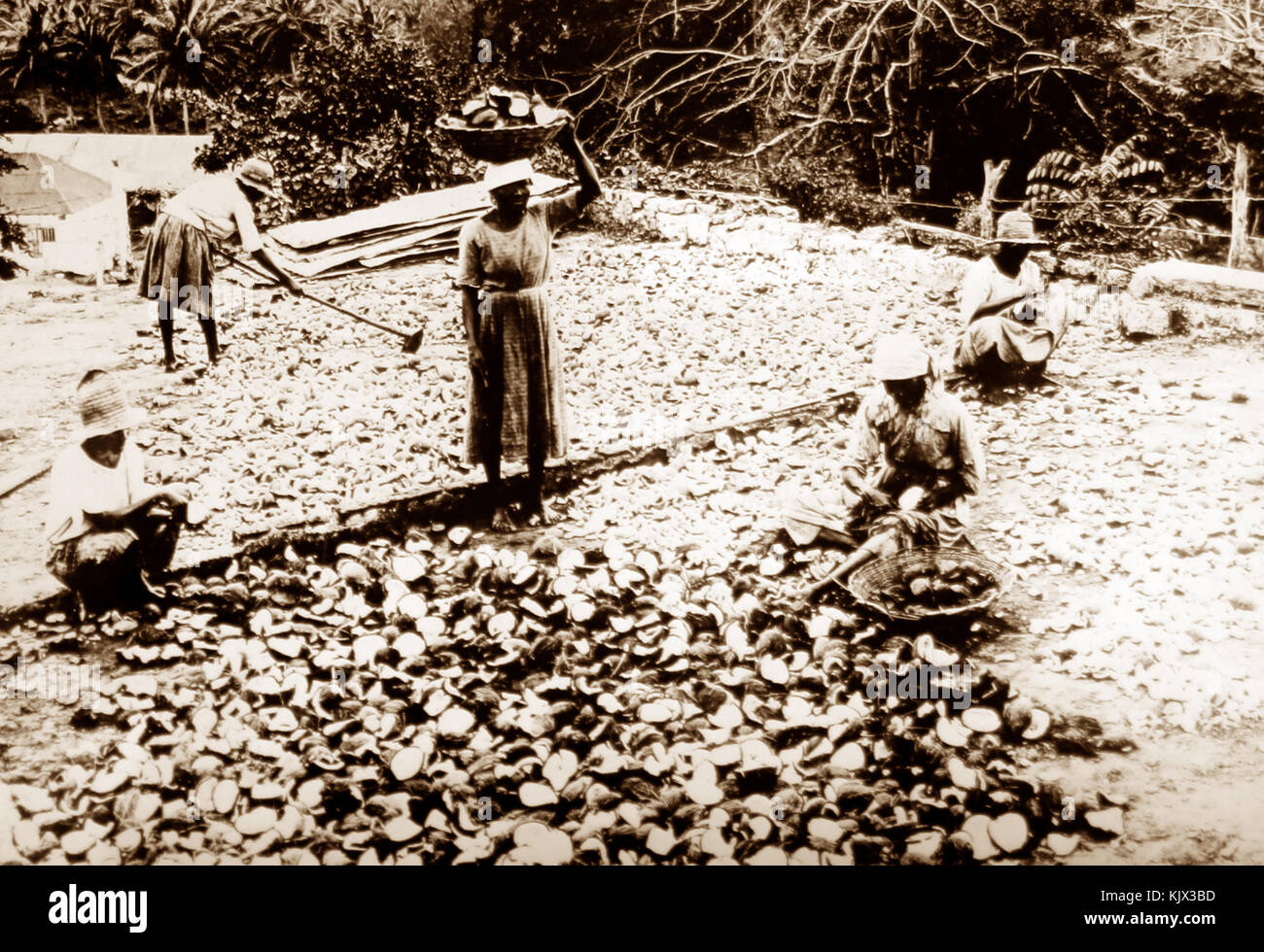 Drying coconuts Jamaica early 1900s Stock Photo - Alamy