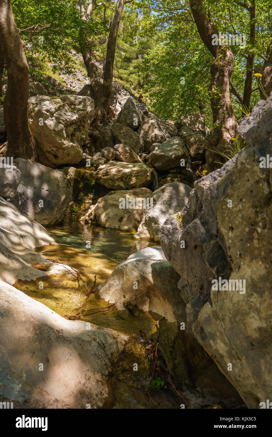 The famous Dirfys (or Dirfi) forest. It is a natural forest located on ...