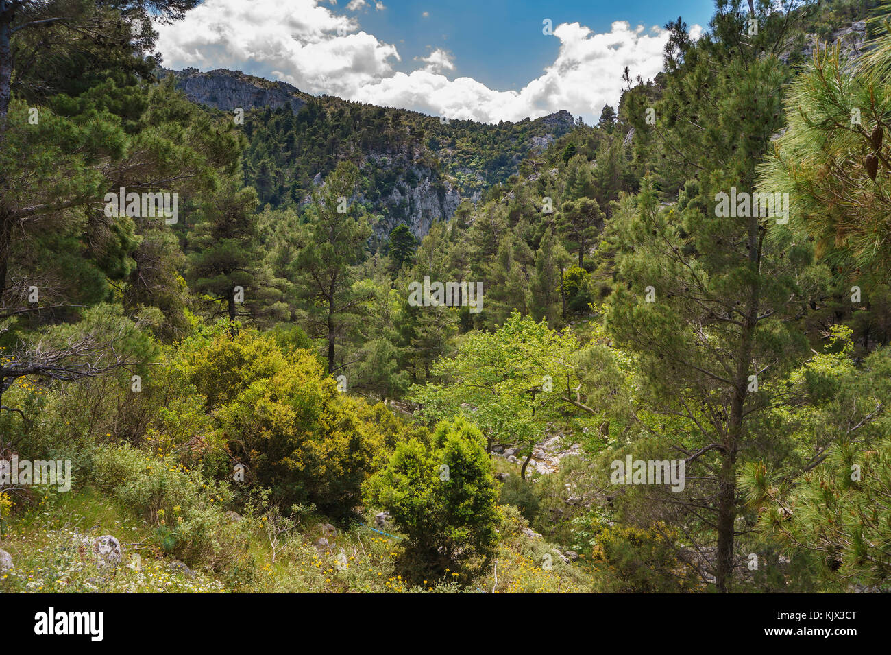 The famous Dirfys (or Dirfi) forest. It is a natural forest located on ...