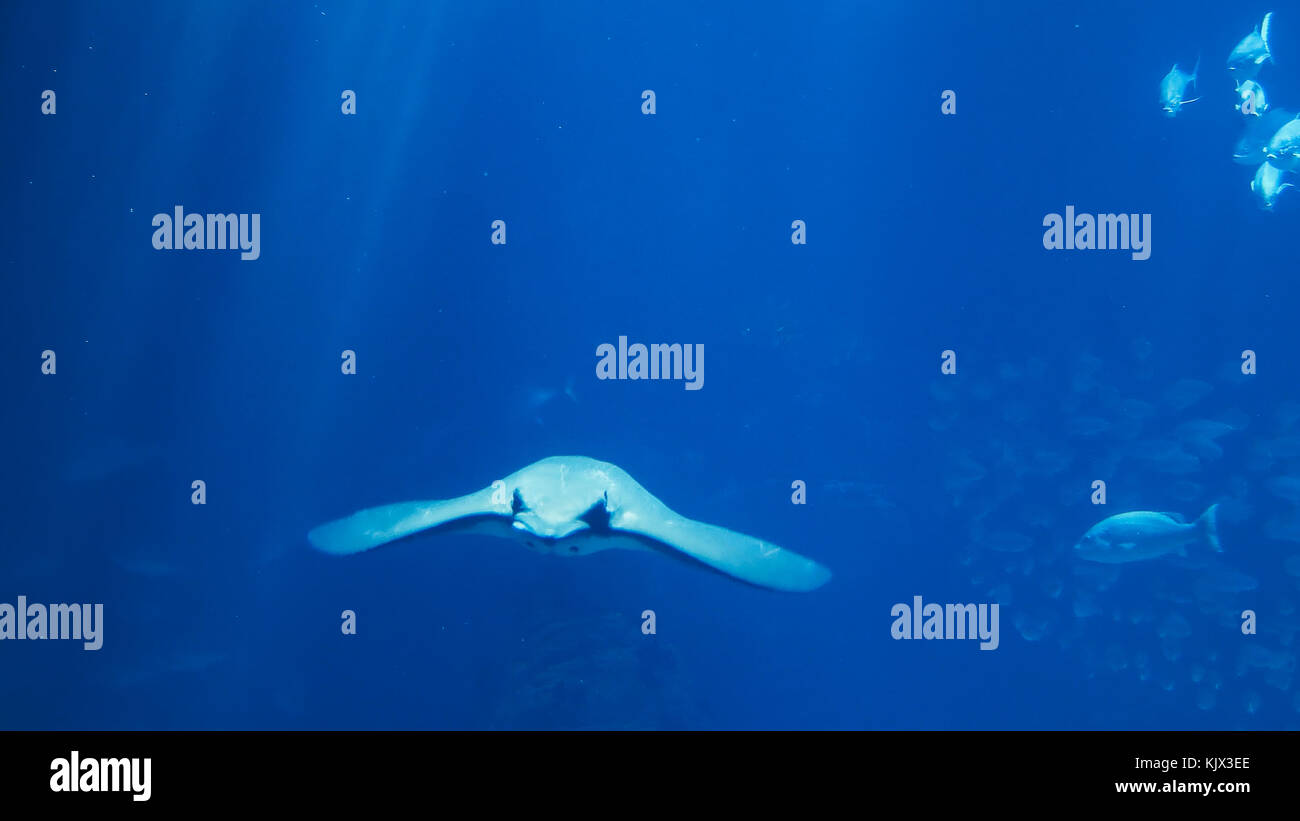 Deep Ocean Fish Swimming Stock Photo - Alamy