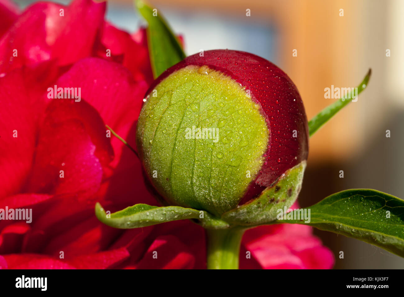 bud of peony flower Stock Photo - Alamy