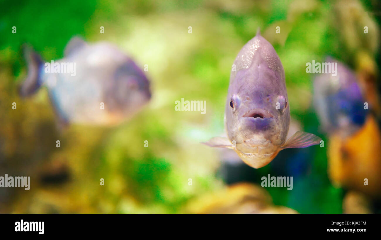 Underwater Closeup Of Piranha Fish Stock Photo - Alamy