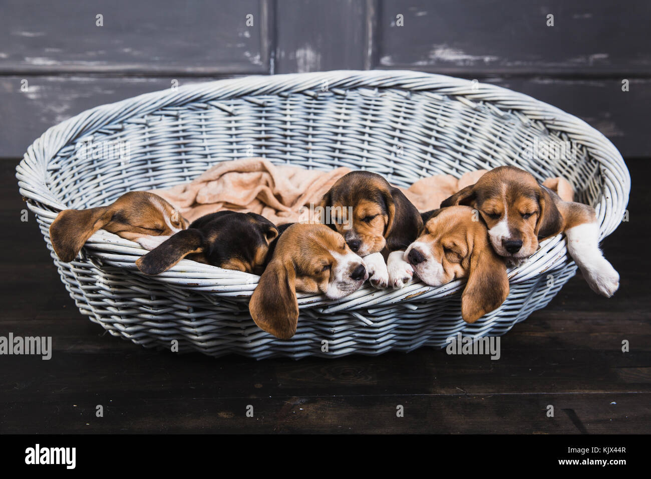 Little beagles sleep on each other in big basket and their ears swing ...