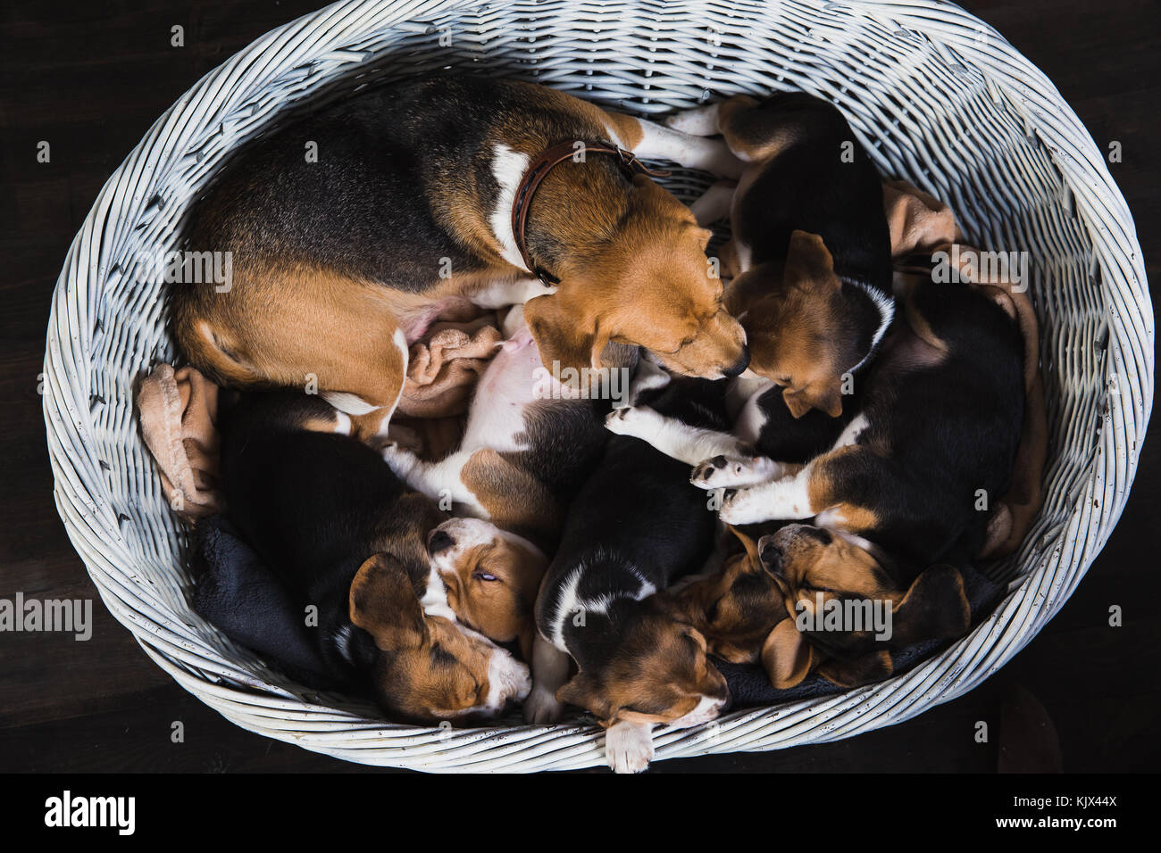 Beagle family sit in basket Stock Photo - Alamy