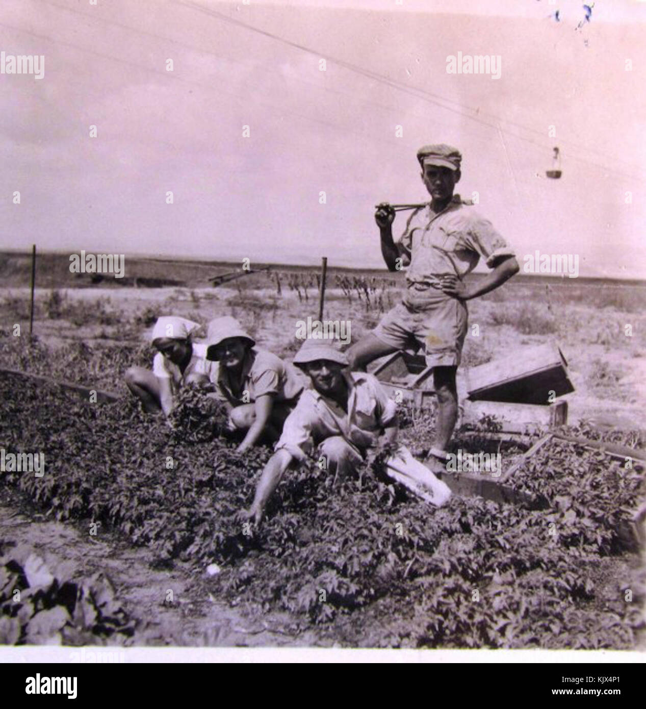 Israel 13934 Field workers Stock Photo - Alamy