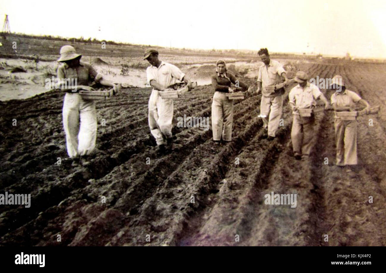 The image depicts a scene of agricultural work in Israel, specifically ...