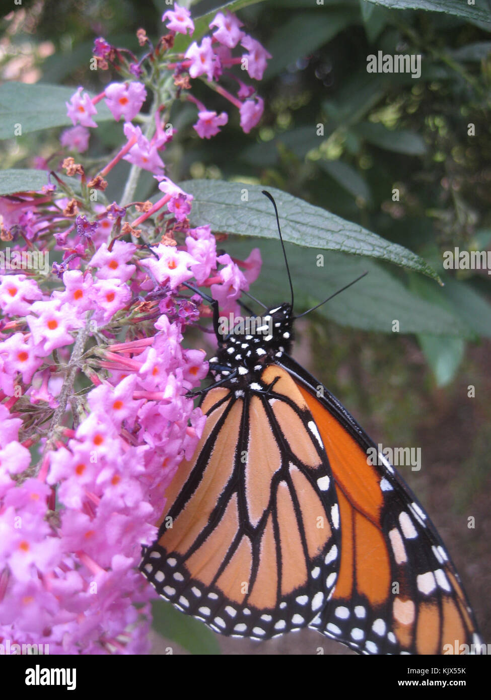 Danaus plexippus photo hi-res stock photography and images - Alamy