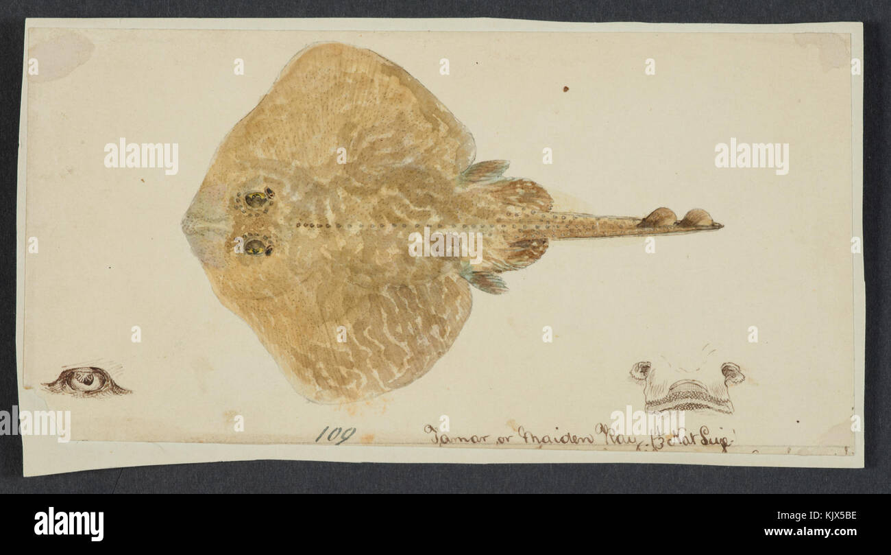 Rajidae (Skate) by Frank Edward Clarke Stock Photo - Alamy