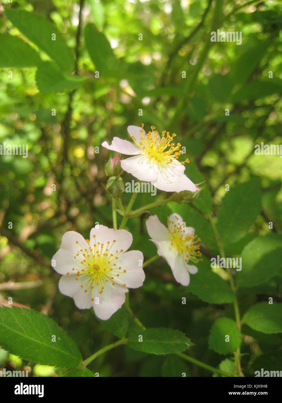 Rosa multiflora flowers Stock Photo - Alamy