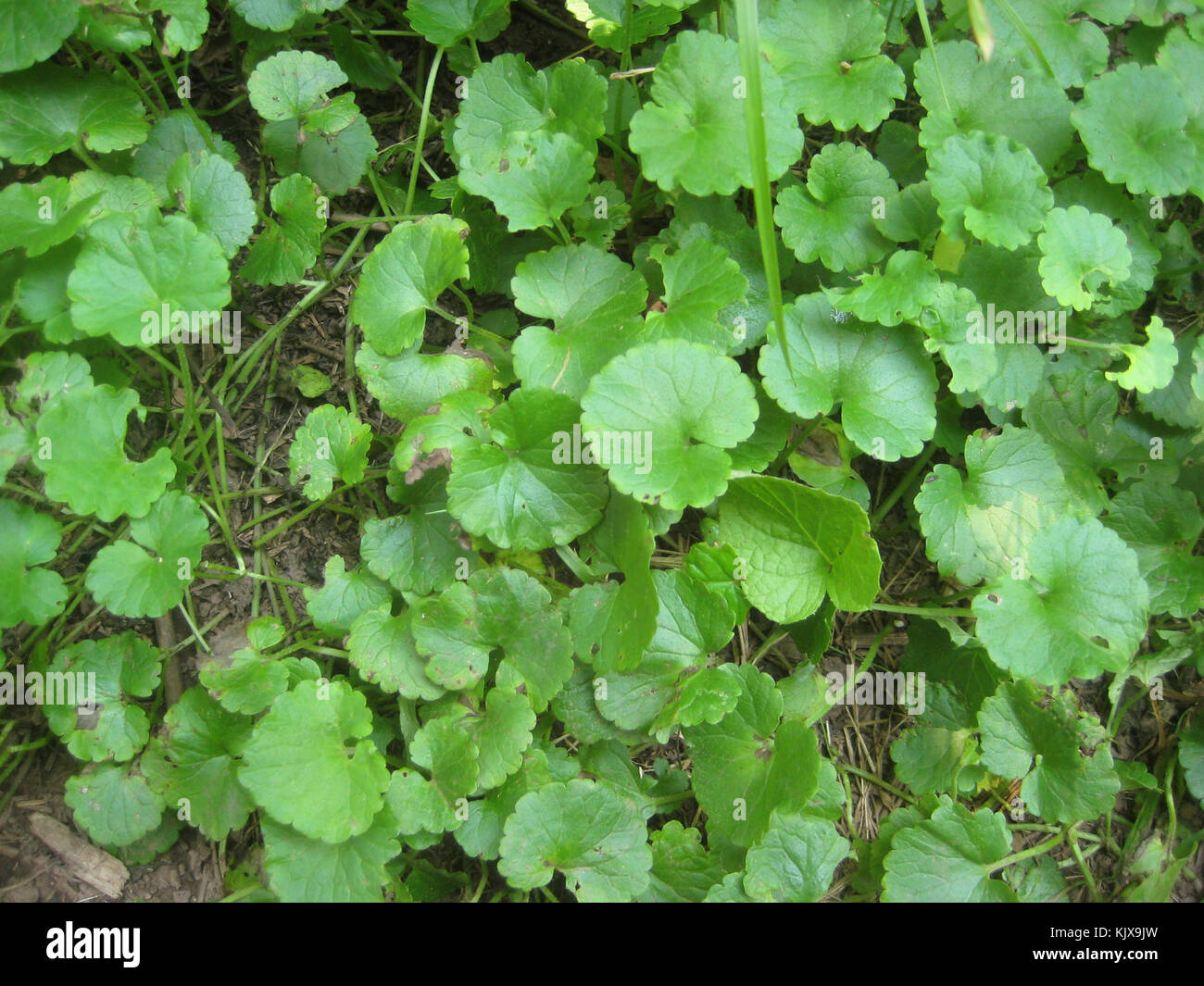 Glechoma hederacea leaves Stock Photo - Alamy