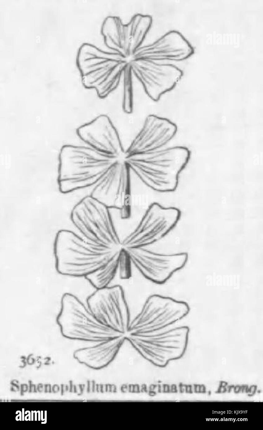 Sphenophyllum hi-res stock photography and images - Alamy