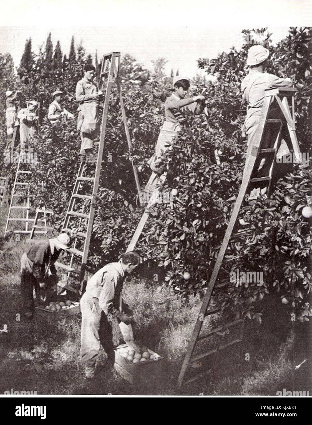 Katif hi-res stock photography and images - Alamy