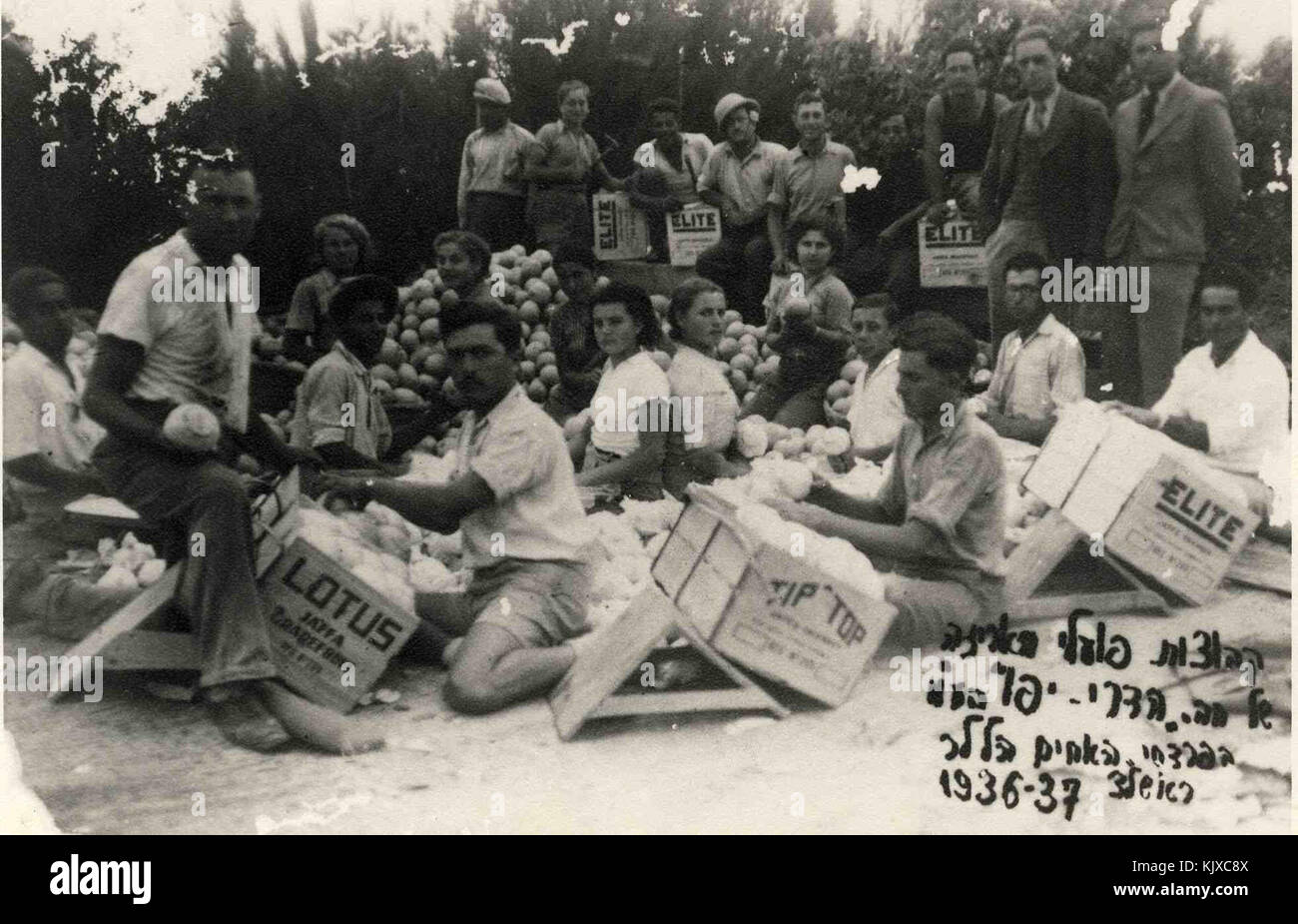 Israel 5869 Packing Oranges workers Stock Photo - Alamy