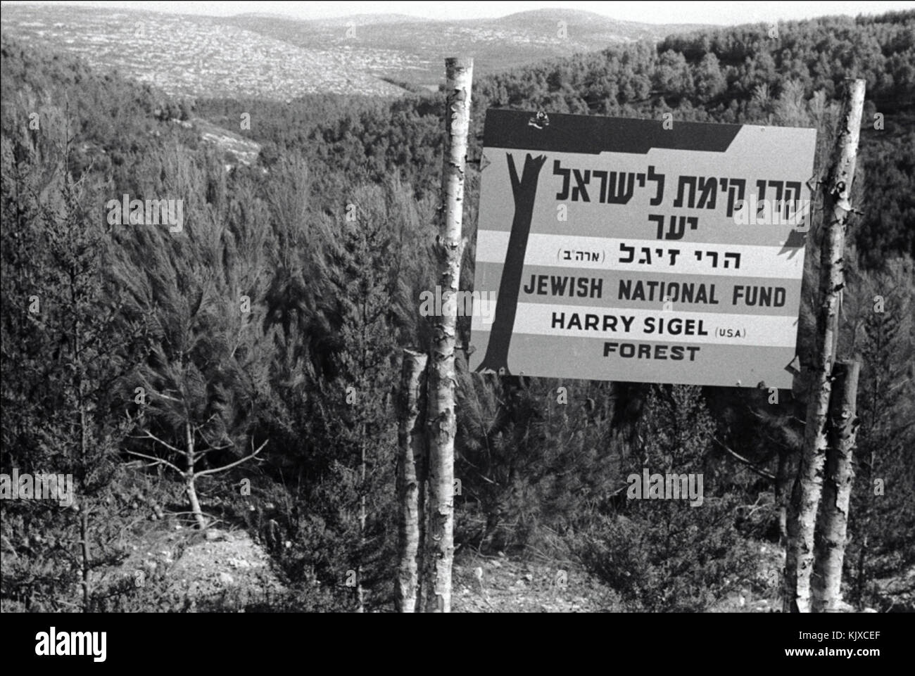 Israel 14788 Jezreel Valley Menashe Forests Stock Photo - Alamy