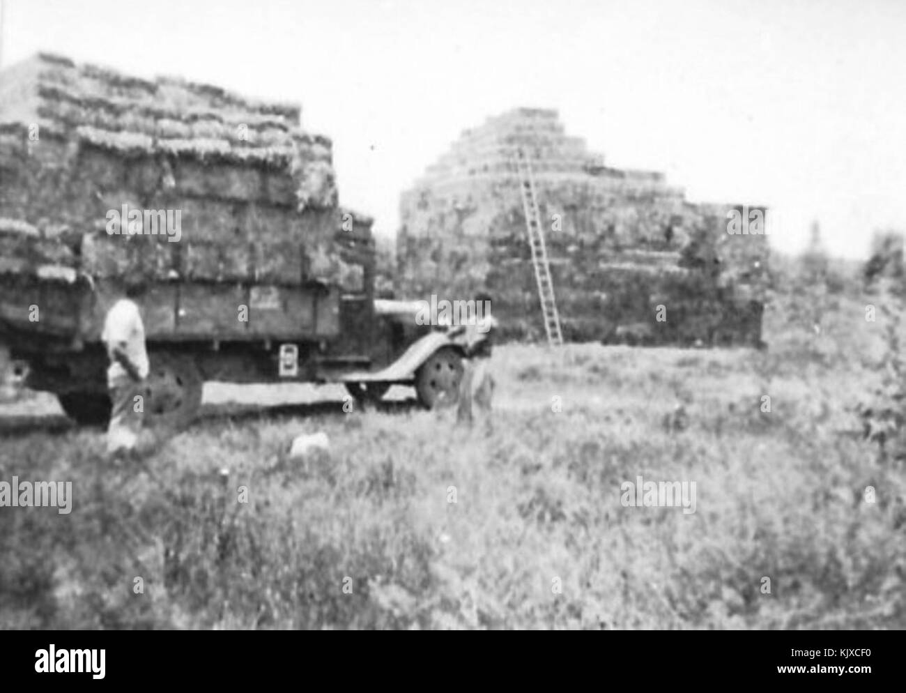 Israel 9250 Gan Samuel in yhe grainfield 1938 Stock Photo - Alamy
