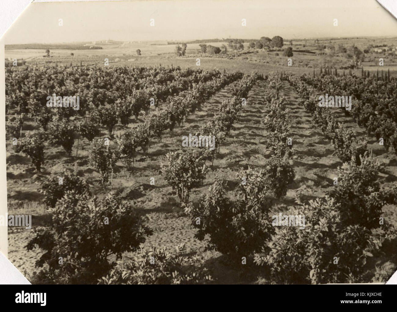 Israel 16418 Agriculture in Israel Stock Photo - Alamy