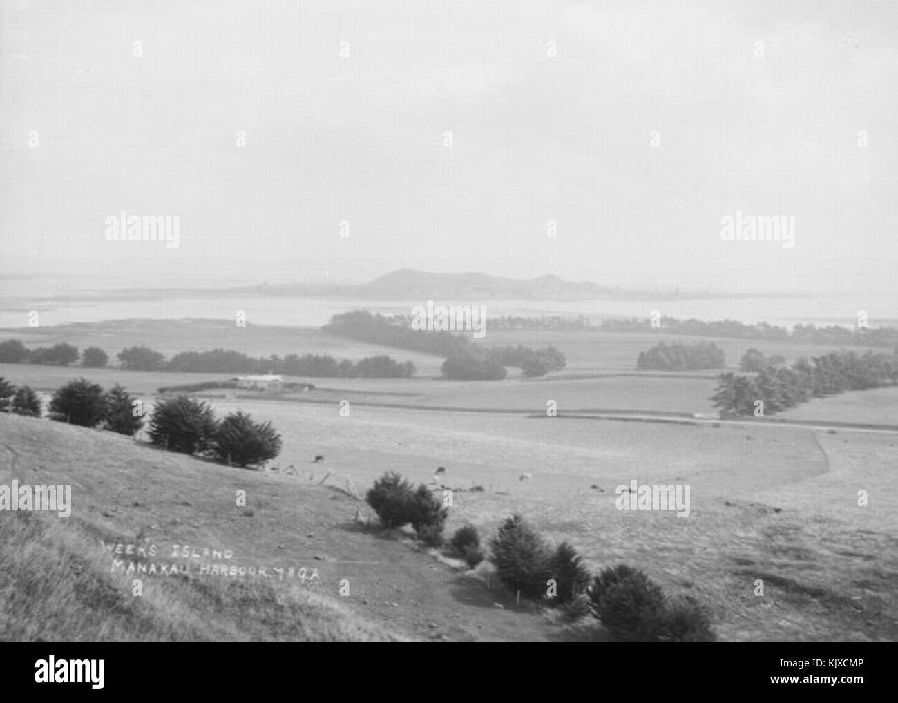 Puketutu Island Or Week's Island Stock Photo - Alamy
