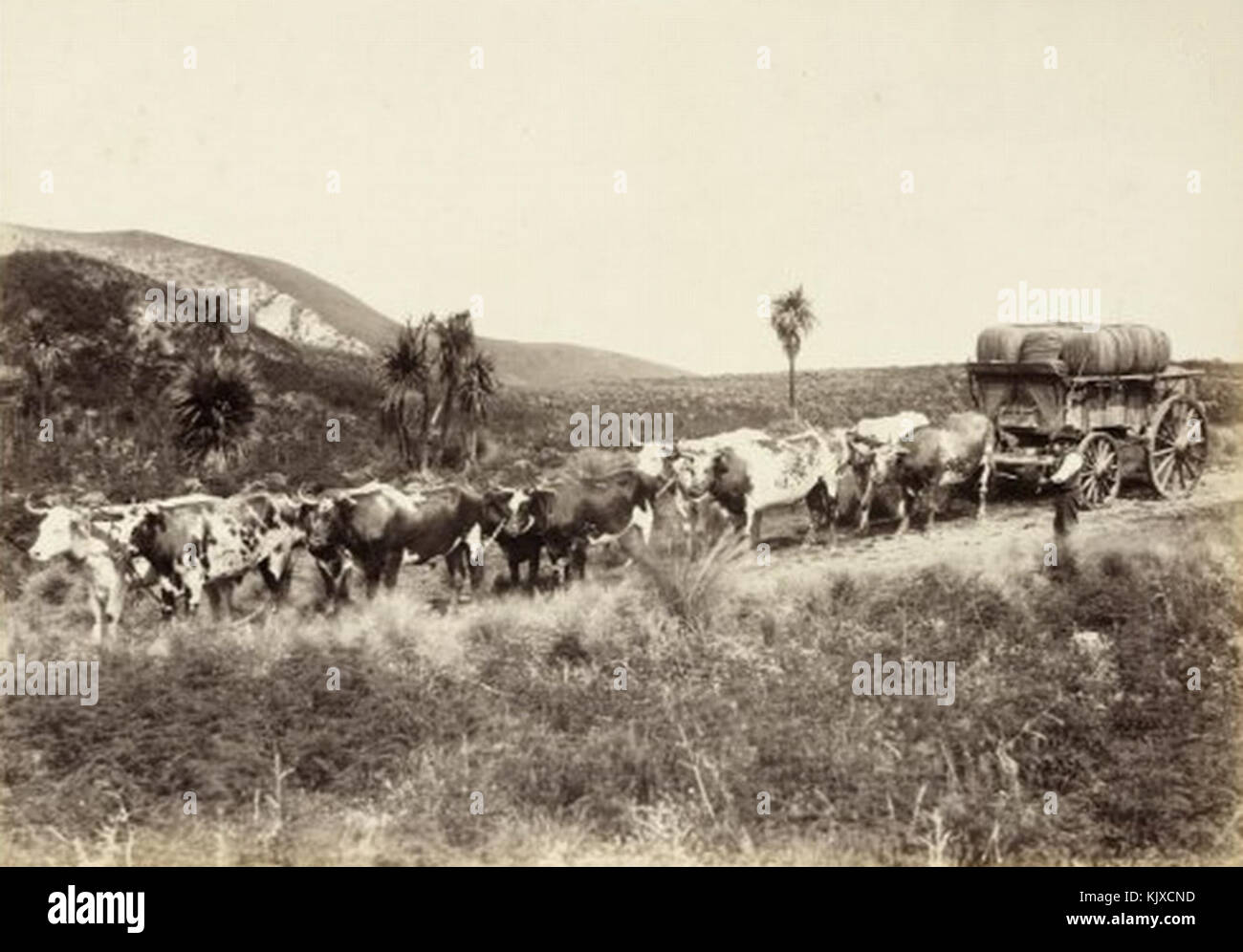 Bullock team hi-res stock photography and images - Alamy