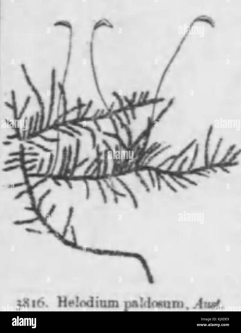 001 Helodium paludosum numashinobugoke Stock Photo - Alamy