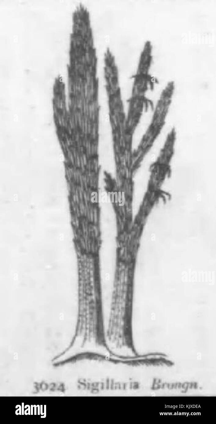 Sigillaria hi-res stock photography and images - Alamy