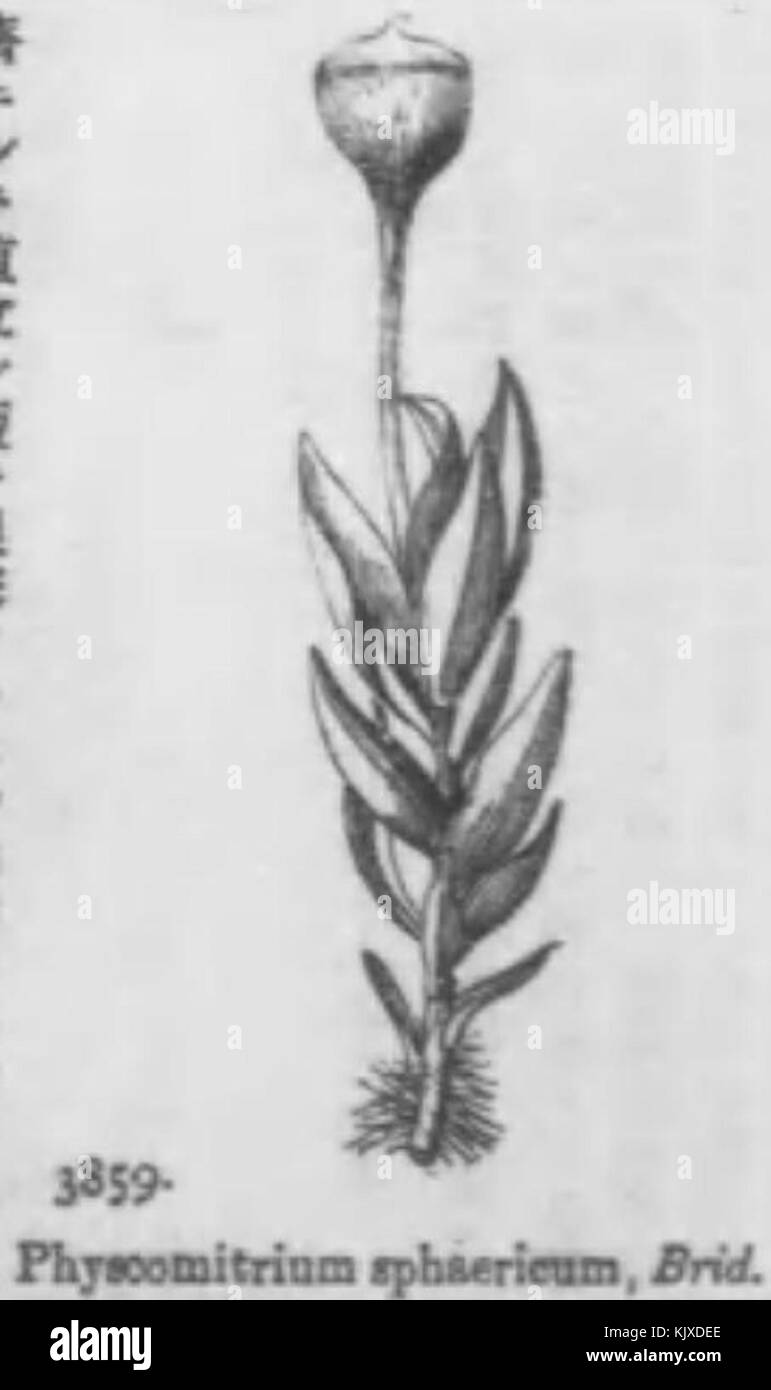 033 Physcomitrium sphaericum azegoke Stock Photo - Alamy