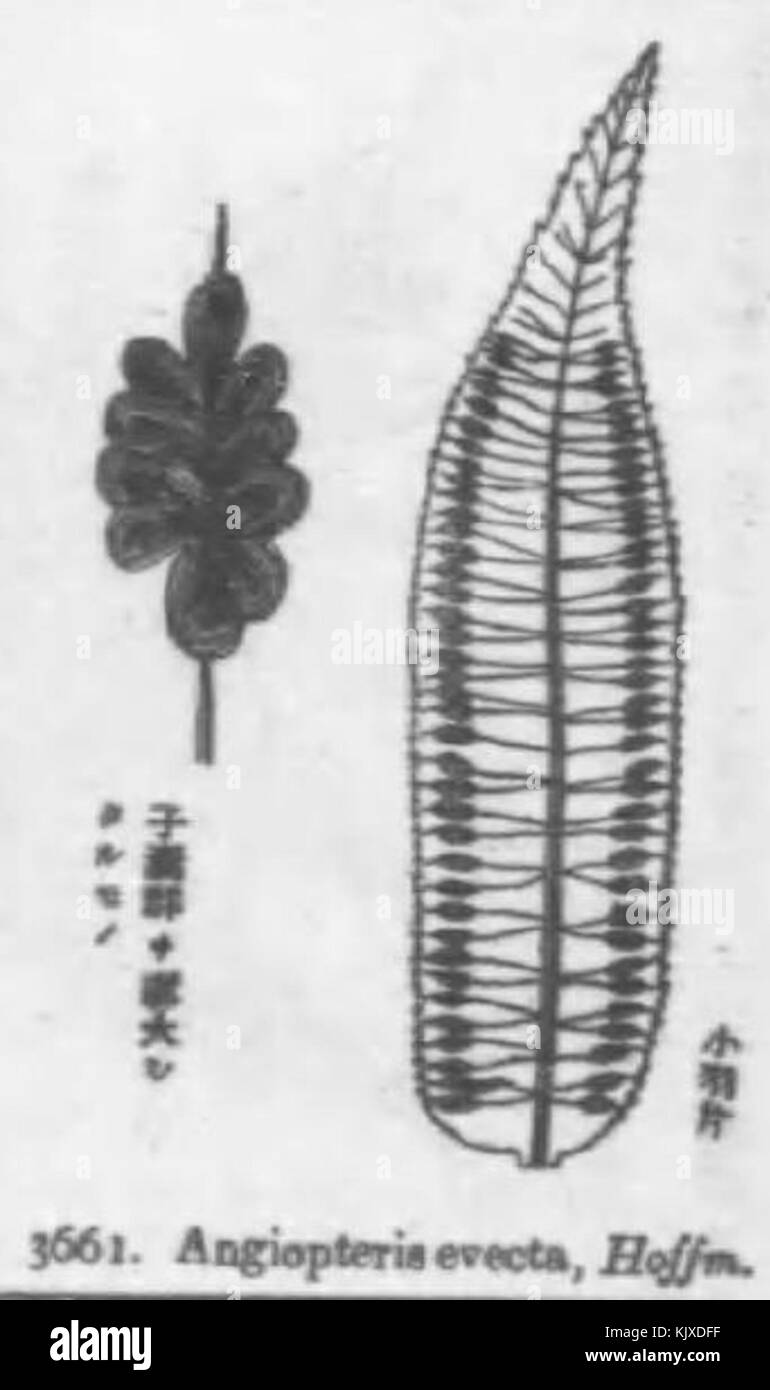 Angiopteris evecta hi-res stock photography and images - Alamy