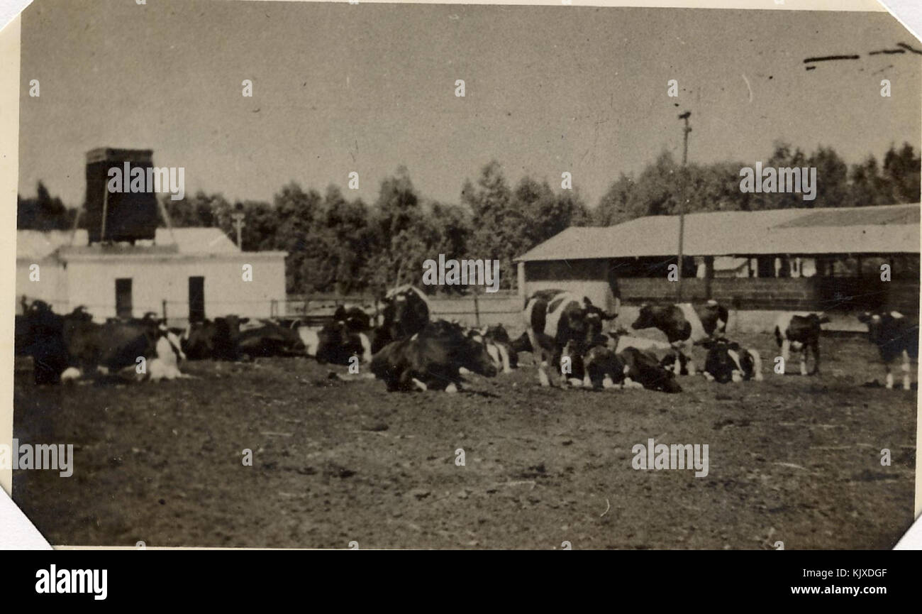 Israel 16413 Agriculture in Israel Stock Photo - Alamy
