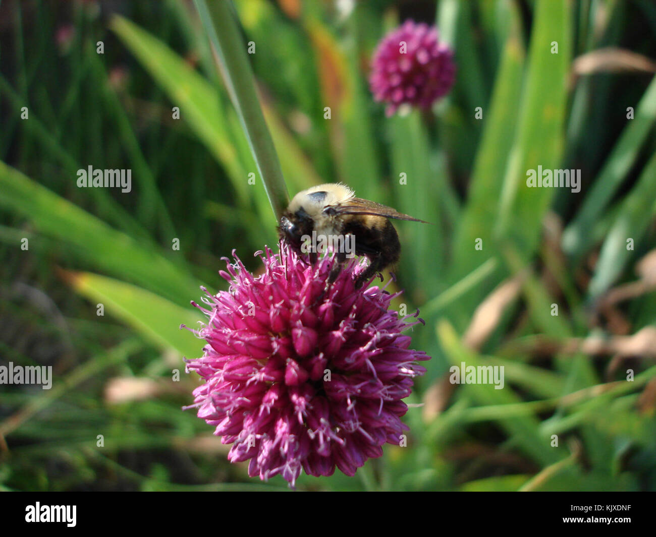 Plant species of the genus allium hi-res stock photography and images ...