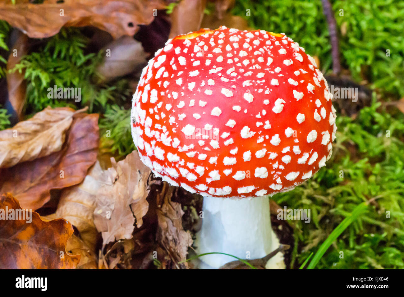 Red Poisonous Mushrooms