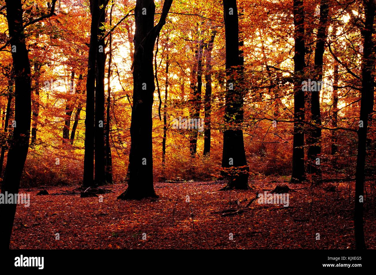 Forest with Fall Foliage Stock Photo - Alamy
