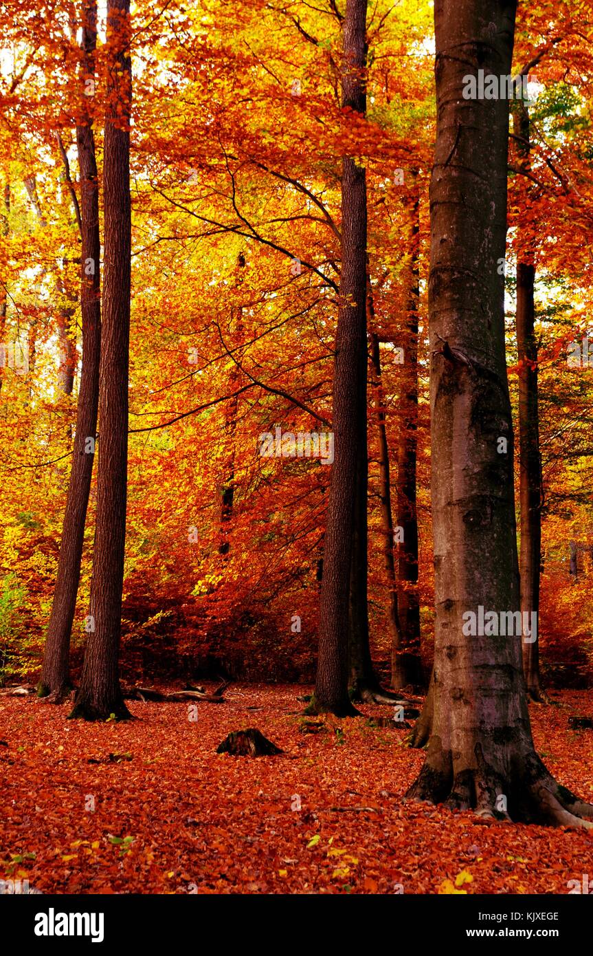 Forest with Fall Foliage Stock Photo - Alamy