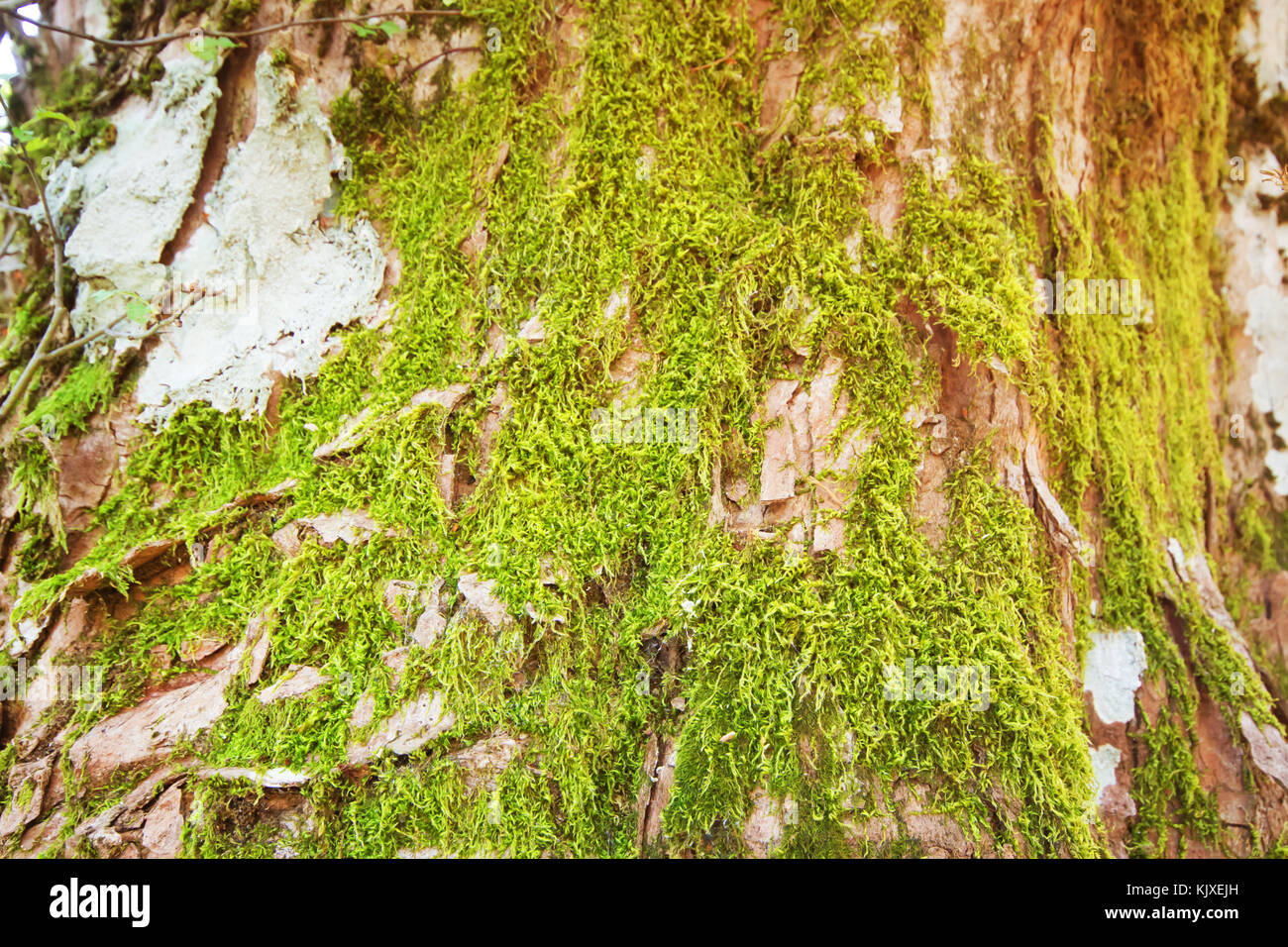 Close up of roots of an old tree in the forest background, Old tree in ...