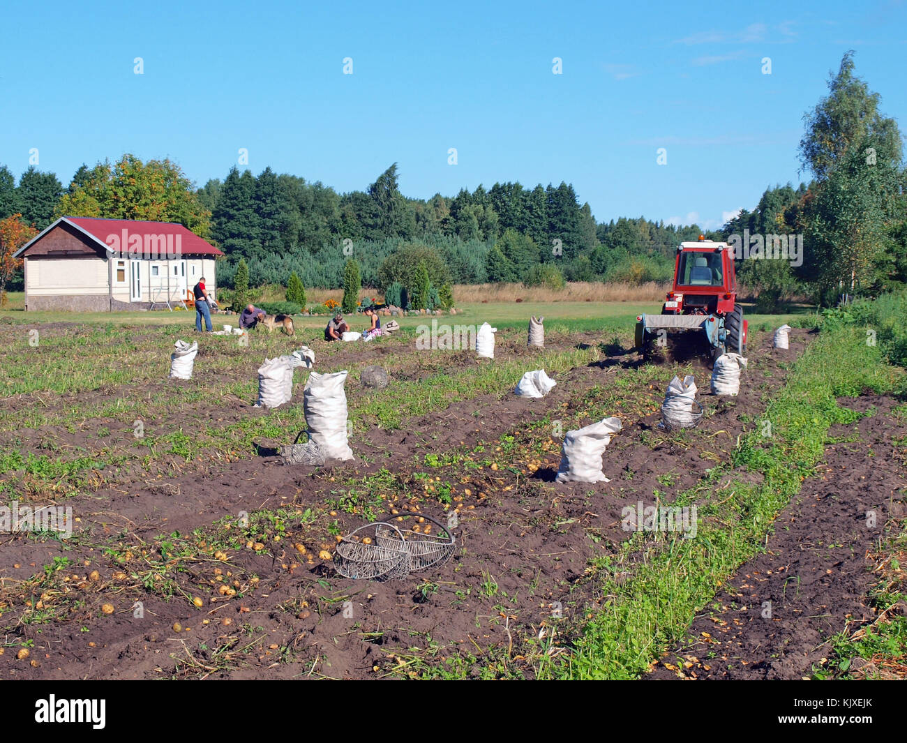 NICA, LATVIA - AUGUST 29, 2015: Farmers are harvesting potatoes with ...