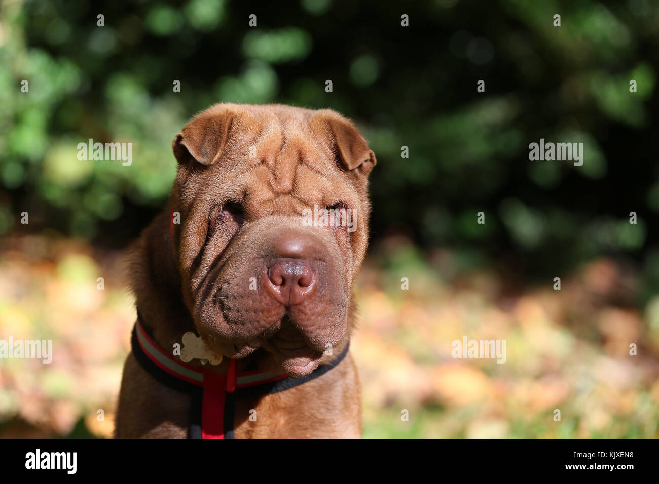 Chinese fighting hi-res stock photography and images - Alamy