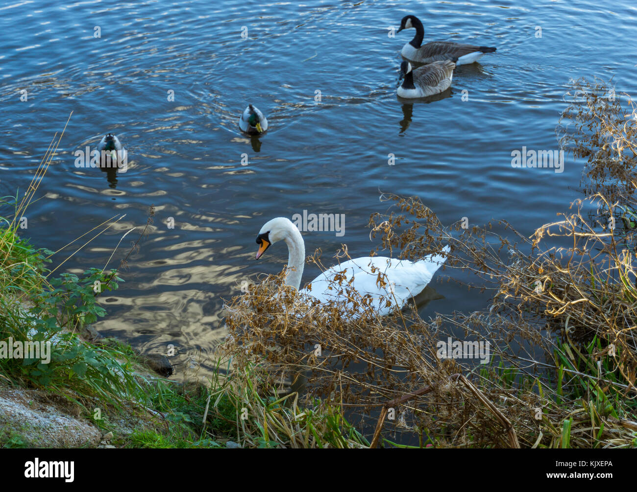 Swan, Geese and ducks on the banks of the River Mersey at Woolston Eyes ...