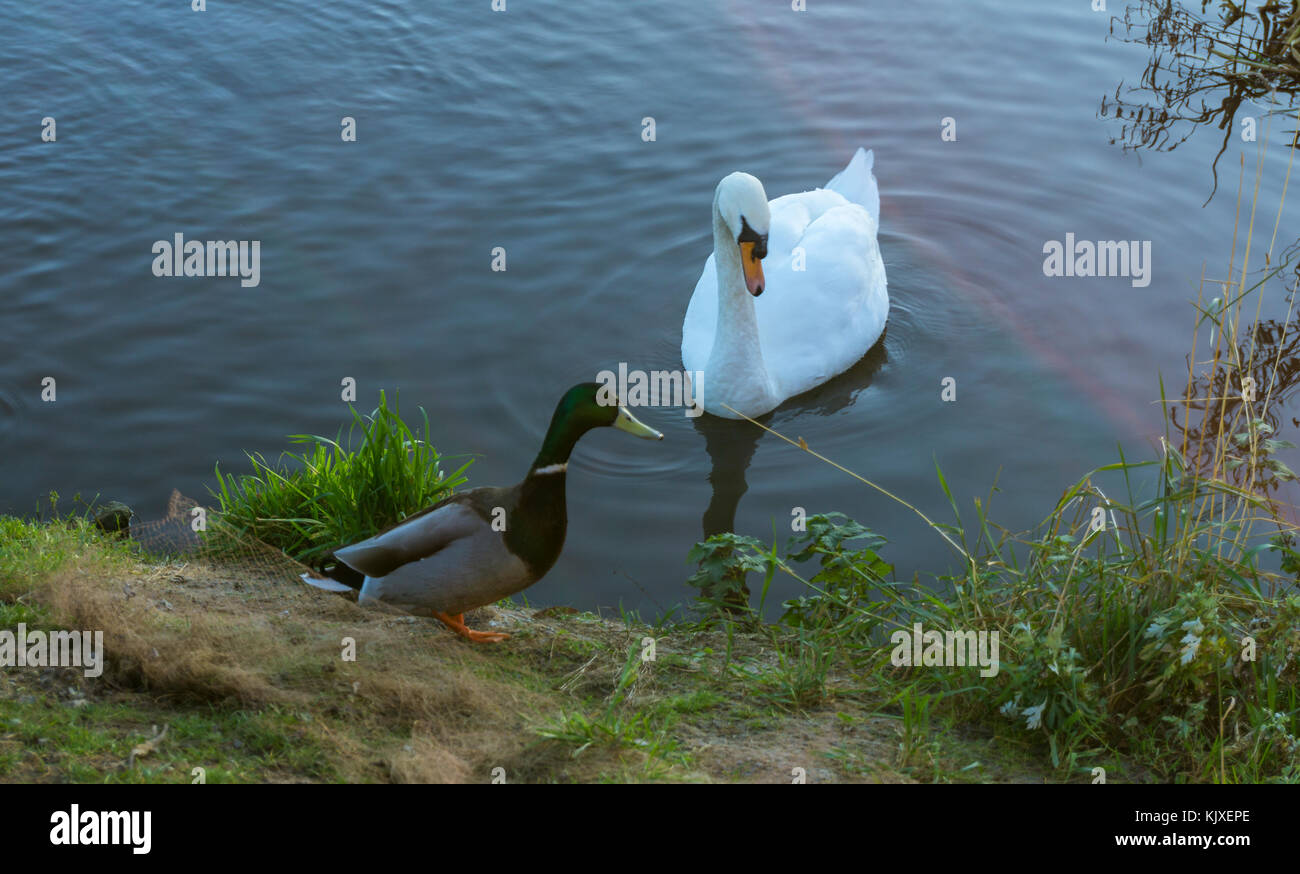 Swan and duck on the banks of the River Mersey at Woolston Eyes in ...