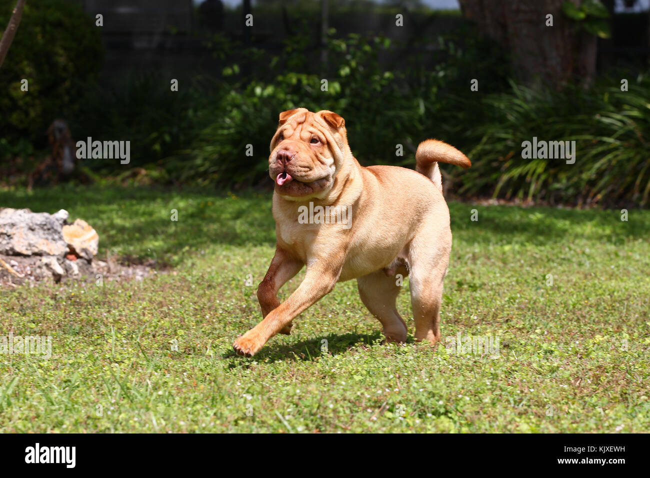 Shar pei tongue hi-res stock photography and images - Alamy