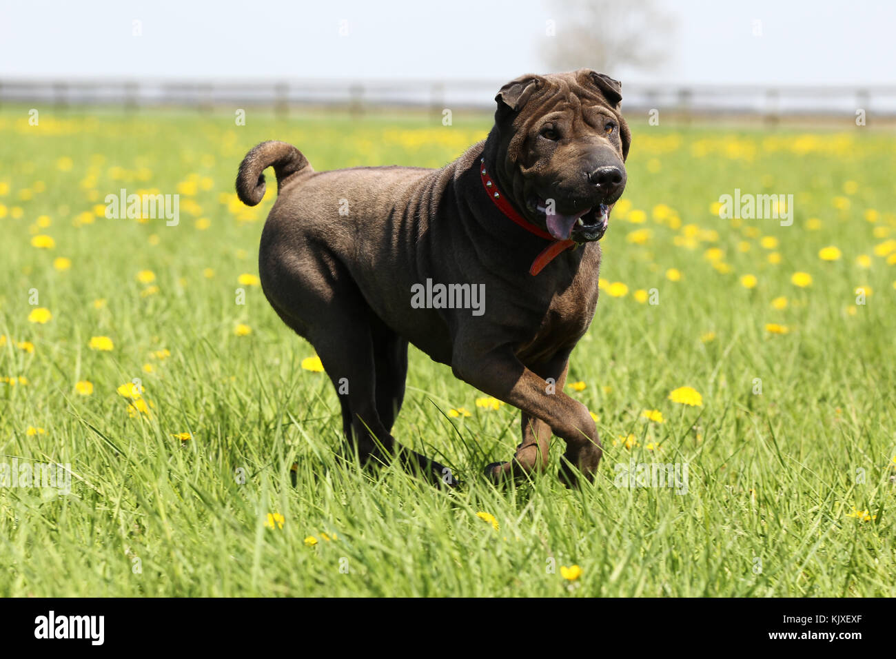 Shar Pei Chinese Fighting Dog Chocolate Stock Photo - Alamy