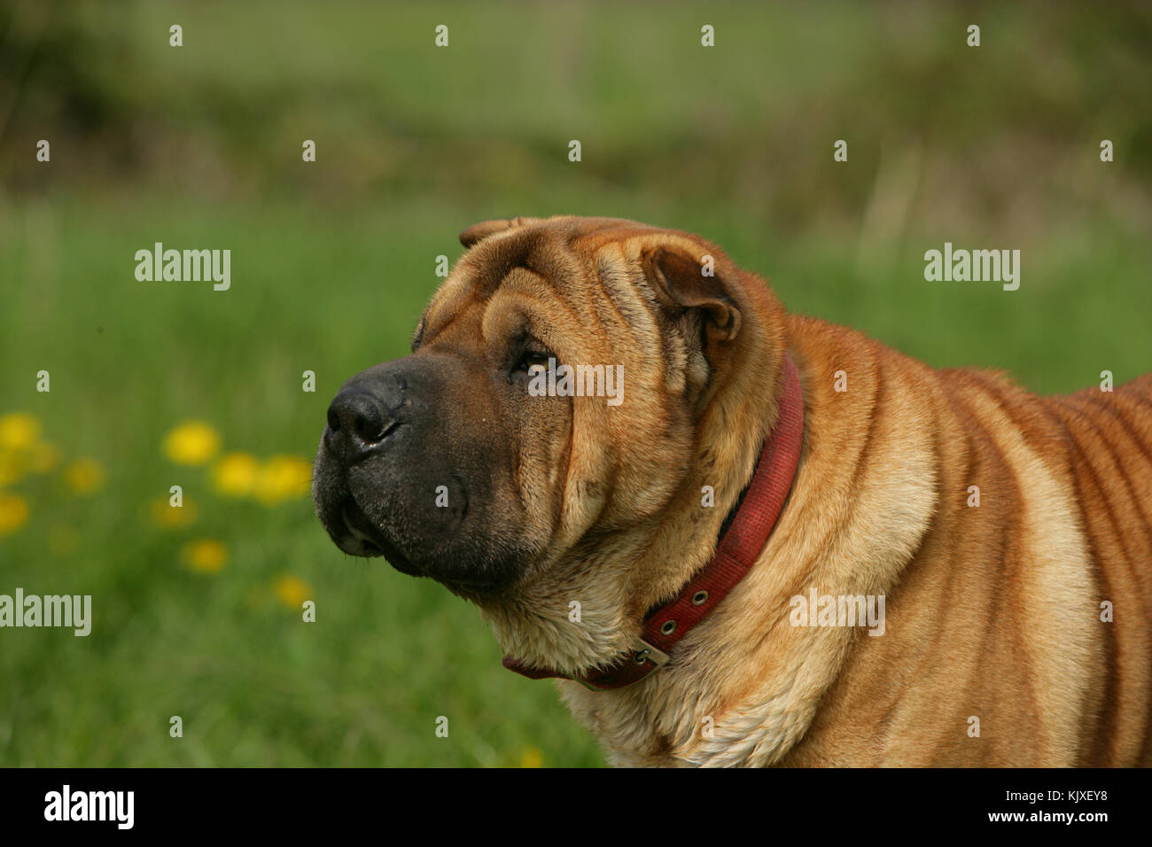 Shar pei profile hi-res stock photography and images - Alamy