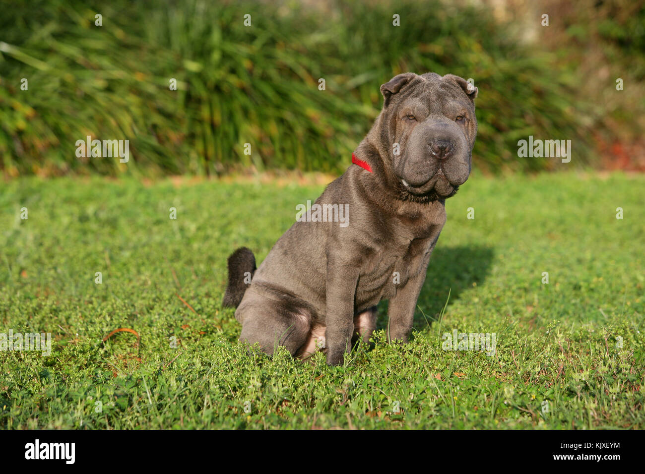 Chinese Fighting Dog Stock Photos & Chinese Fighting Dog Stock Images ...