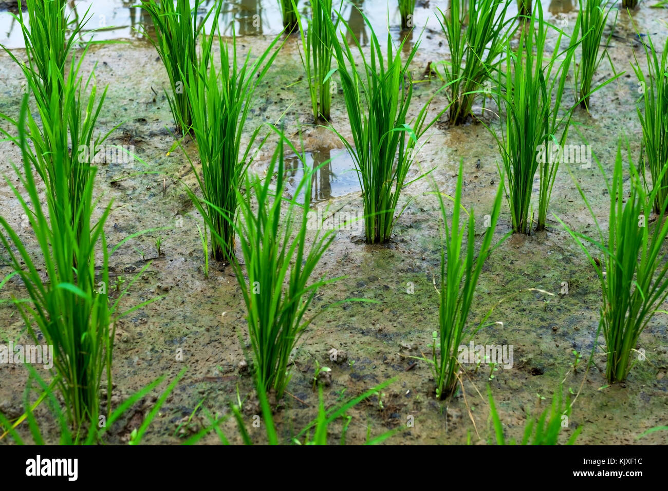 Young rice field agriculture hi-res stock photography and images - Alamy