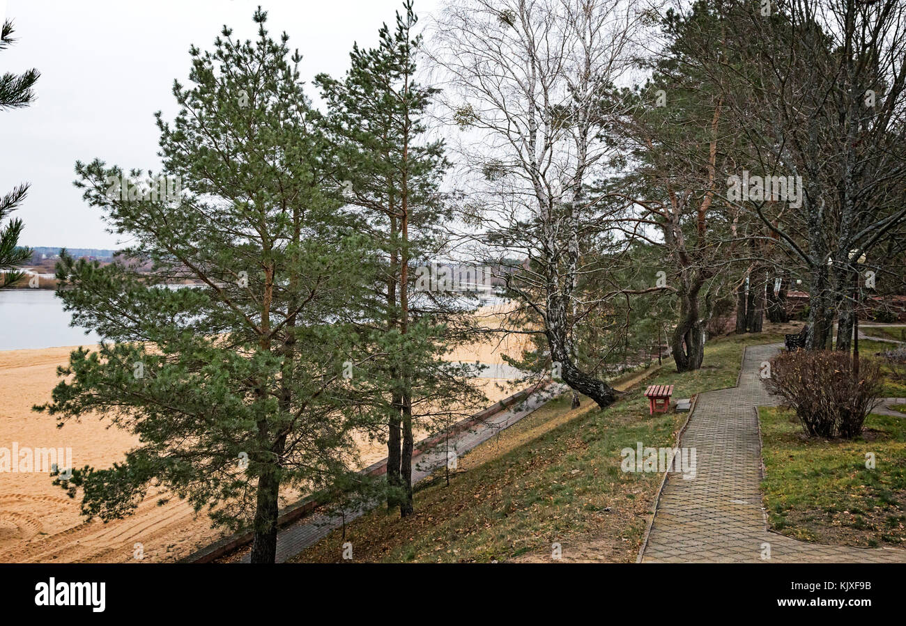 Deserted autumn beach . Near a tree with leafless foliage is a lone ...